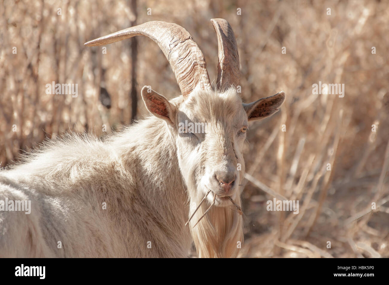 Big billy goat hi-res stock photography and images - Alamy