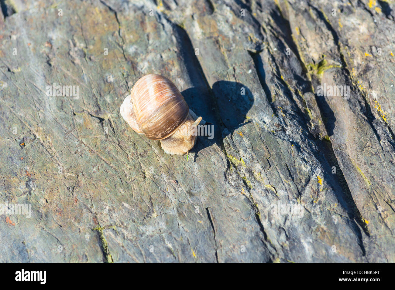 Land lung snails hi-res stock photography and images - Alamy