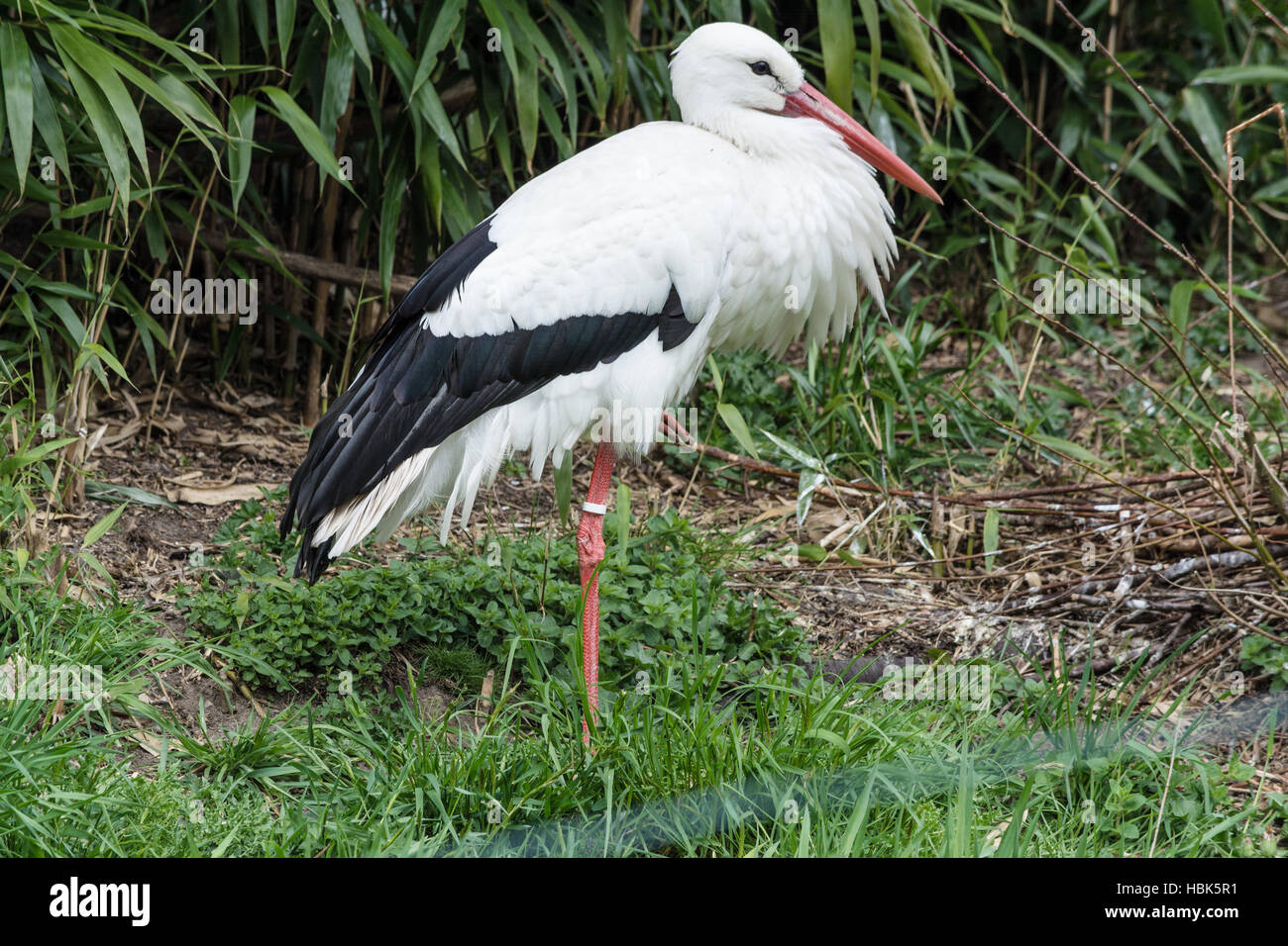 Adult stork on a meadow Stock Photo - Alamy