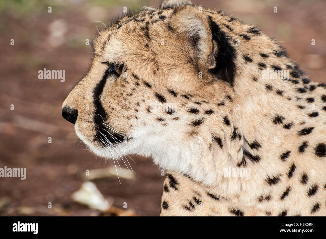 Side Portrait of a Cheetah Stock Photo - Alamy