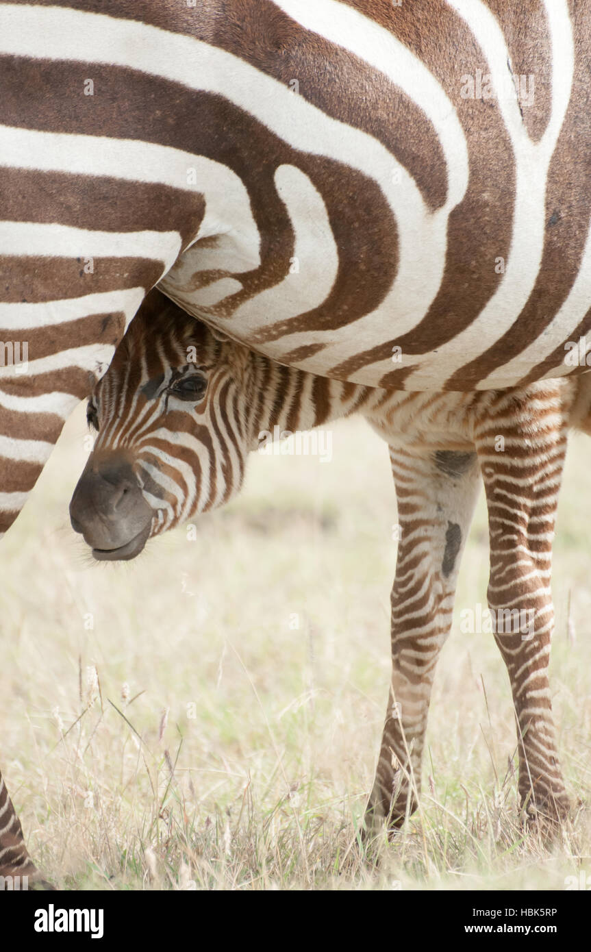 Zebra with white belly hi-res stock photography and images - Alamy
