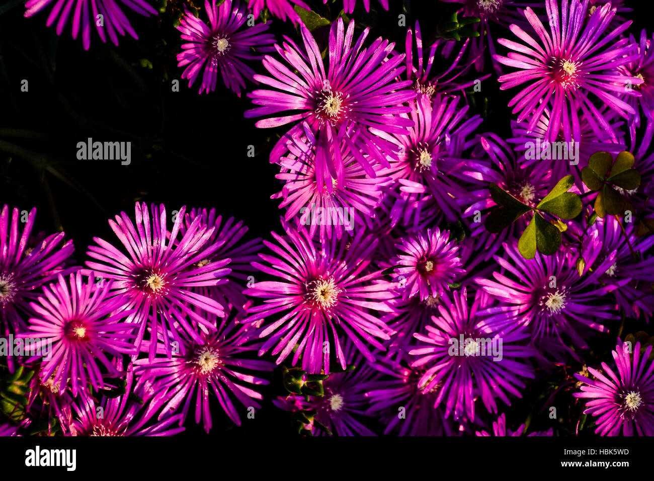 Blooming Flower Background Stock Photo - Alamy