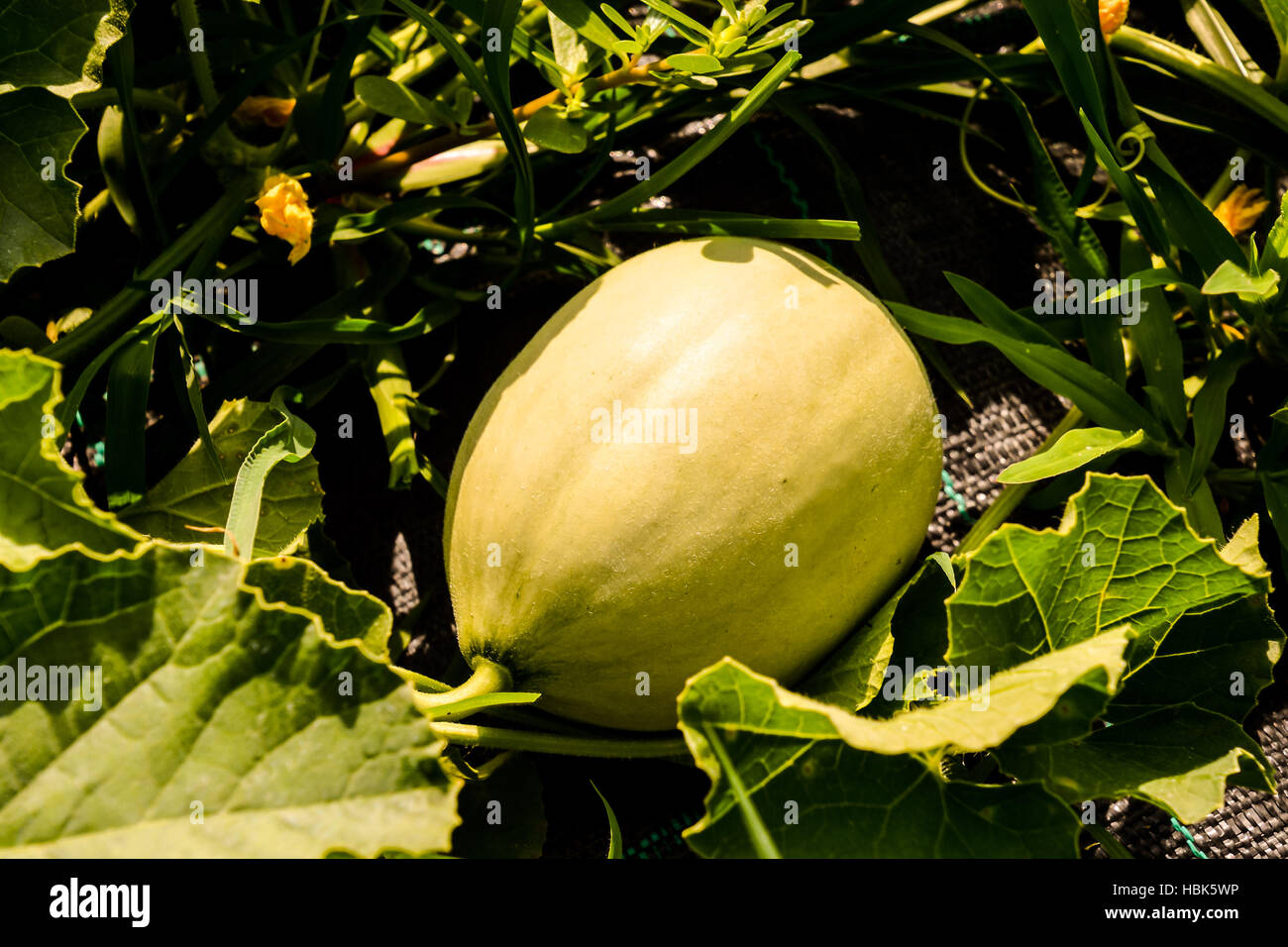 Melon plant in a vegetable garden Stock Photo - Alamy