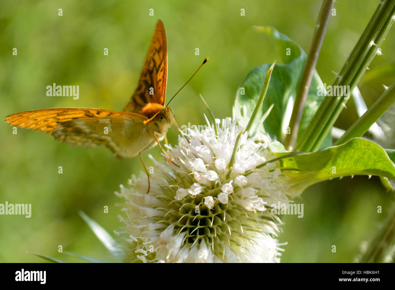 Butterfly on a bur with blurred background Stock Photo - Alamy