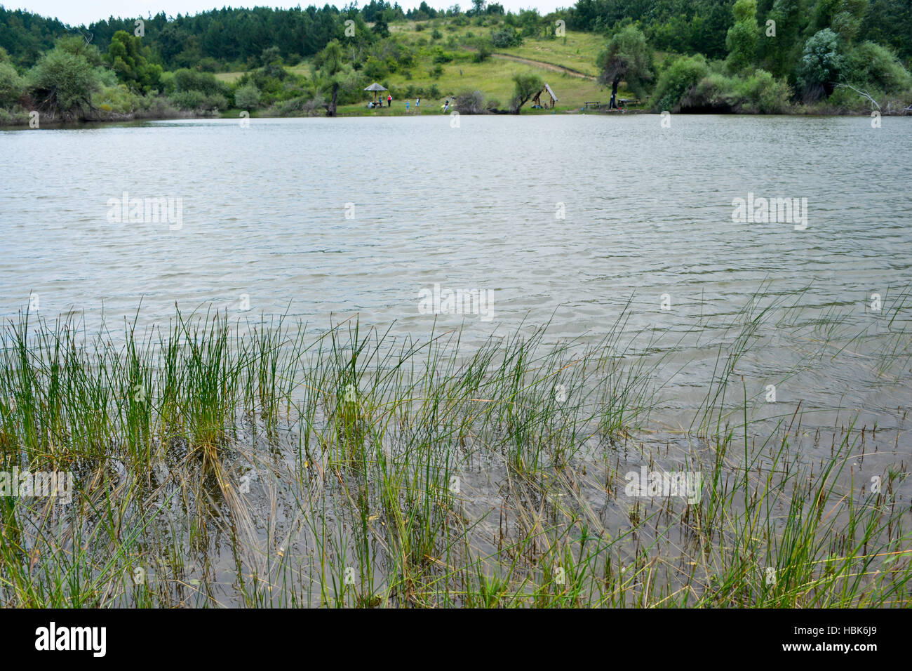 Small pond full of fish Stock Photo - Alamy