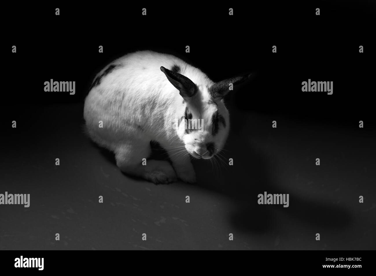 rabbit bunny animal abuse dark tone concep Stock Photo - Alamy