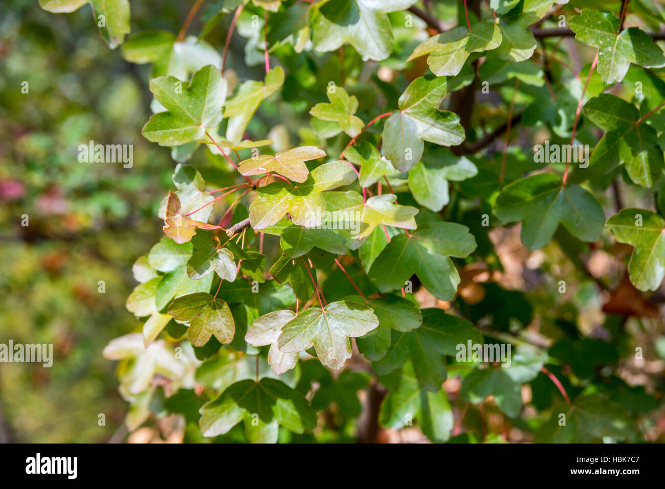 Monspessulanum hi-res stock photography and images - Alamy