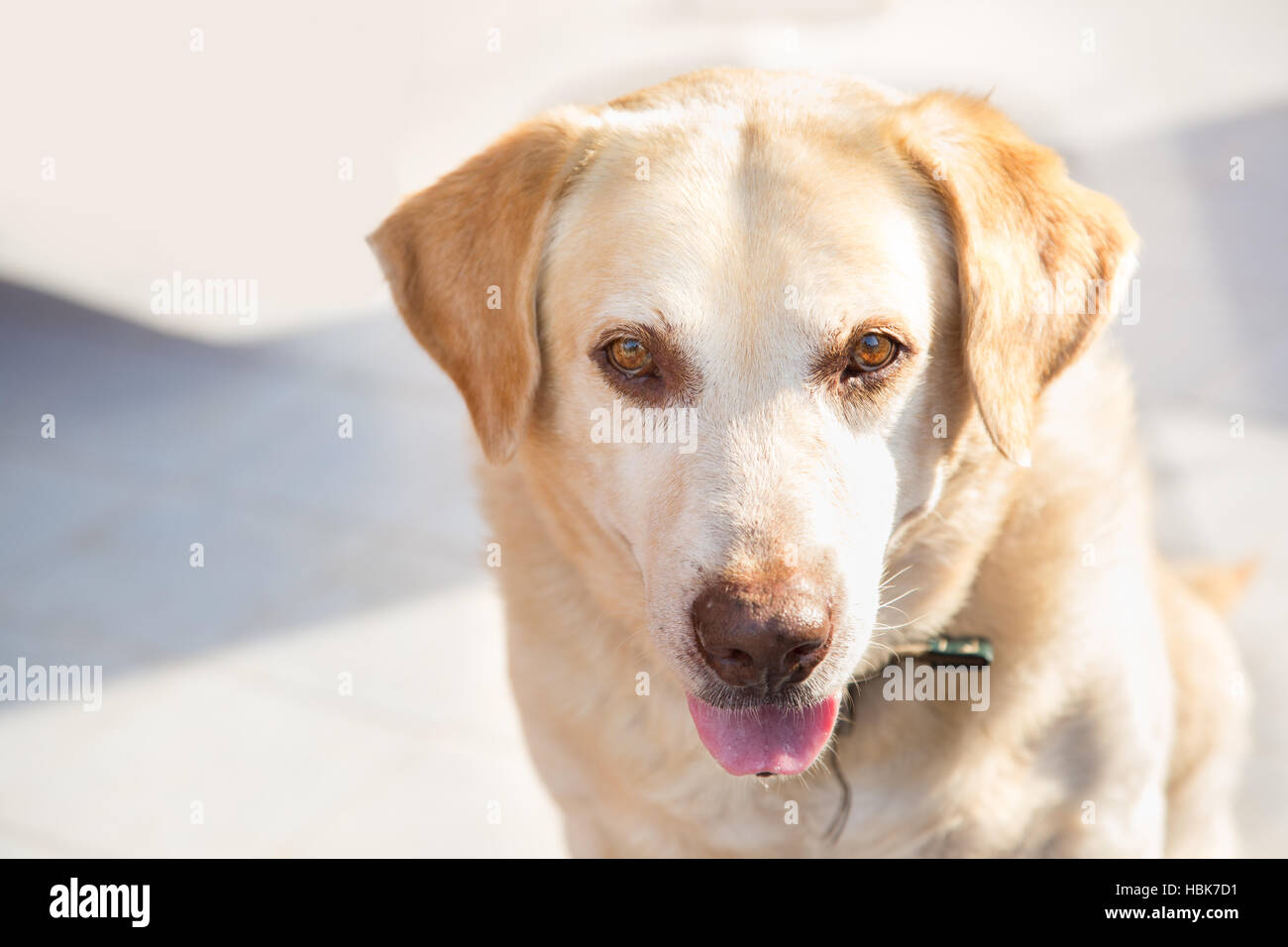 Hounds Labrador High Resolution Stock Photography and Images - Alamy
