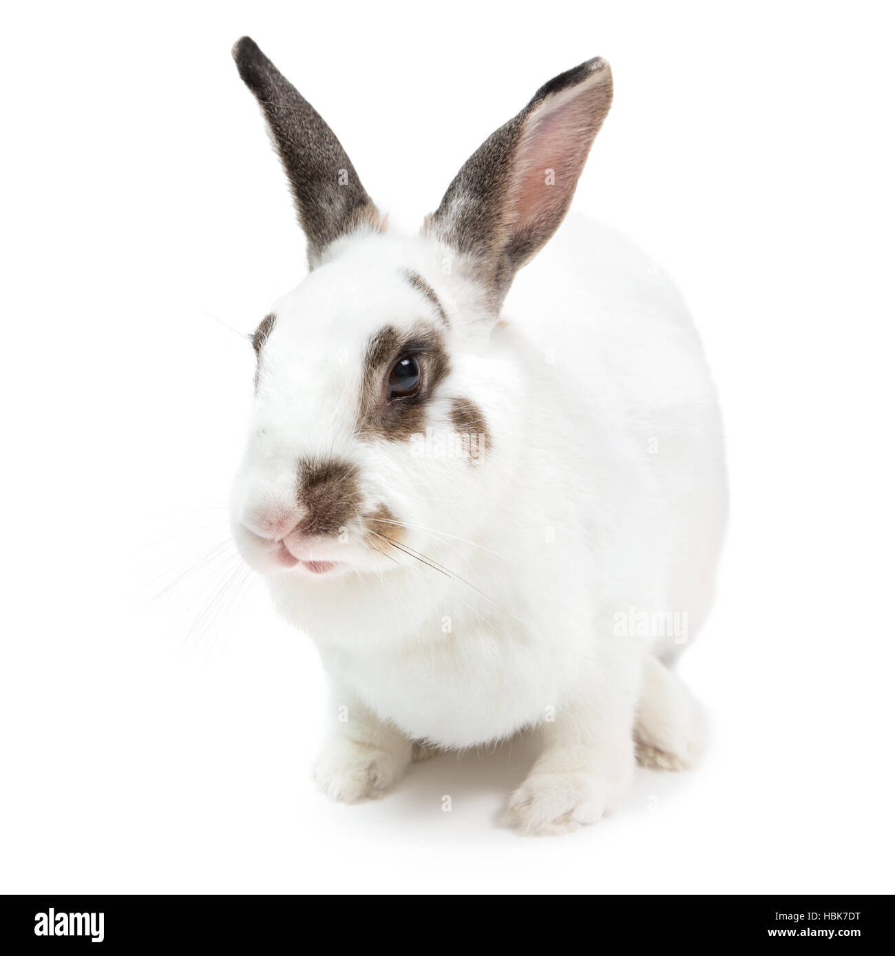 cute white bunny sit on ground isolate on white background Stock Photo ...