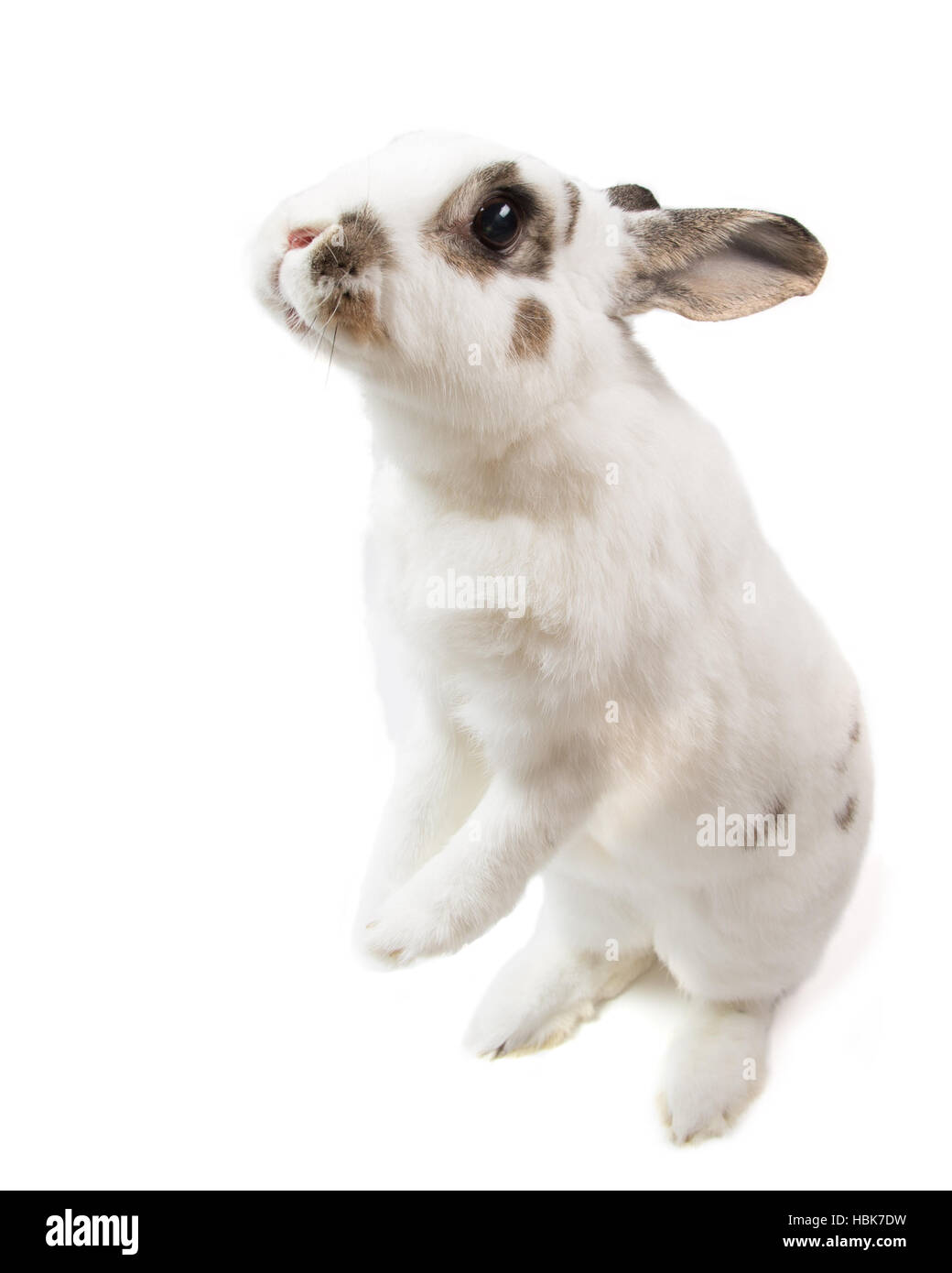 cute white bunny stand up on ground isolate on white background Stock ...