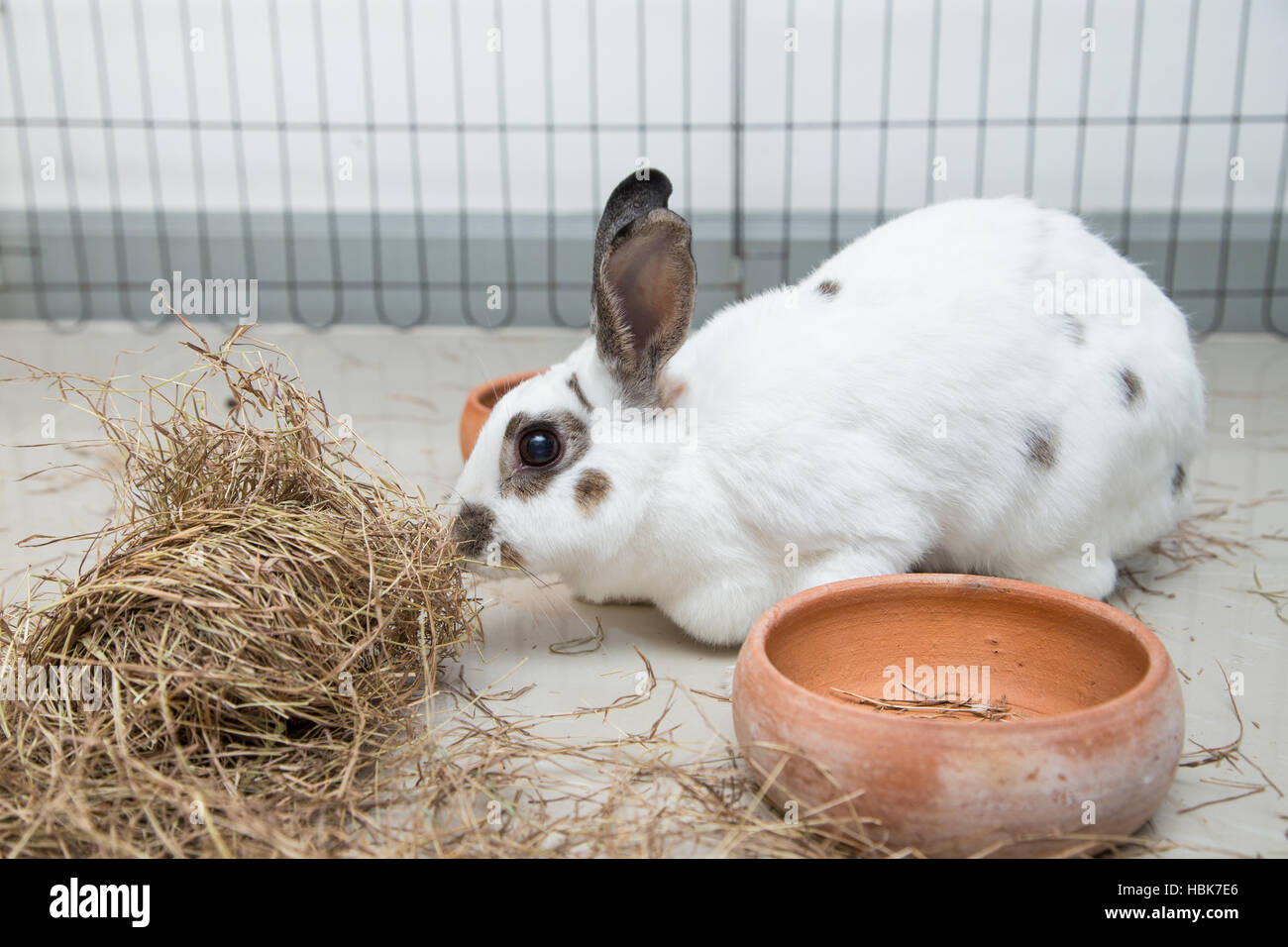 spotted rabbit bunny feeding food domestic pet Stock Photo - Alamy