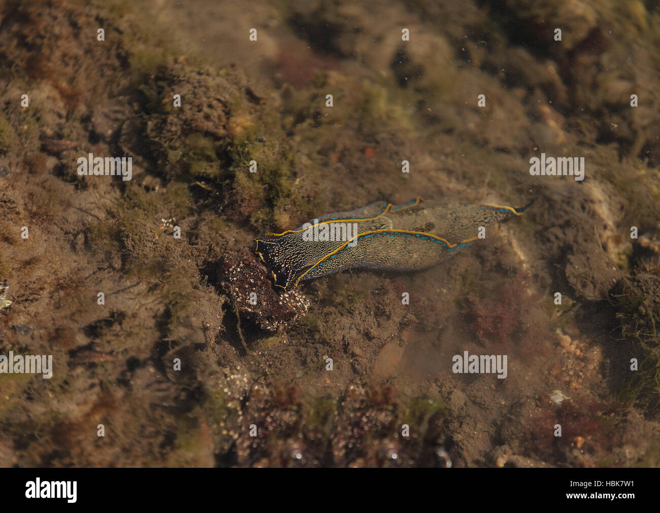 California aglaja hi-res stock photography and images - Alamy