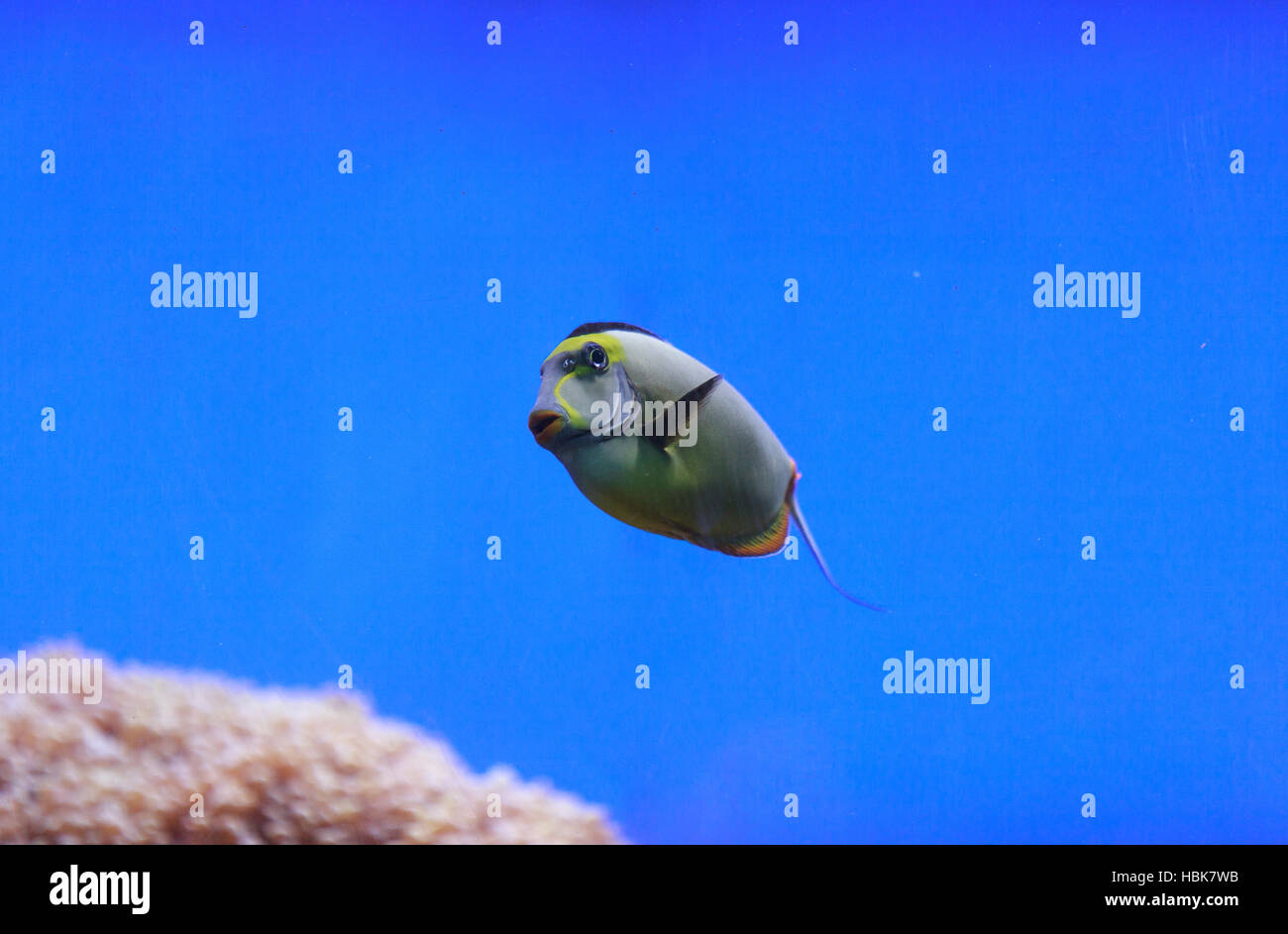 Naso tang fish, Naso lituratus Stock Photo - Alamy