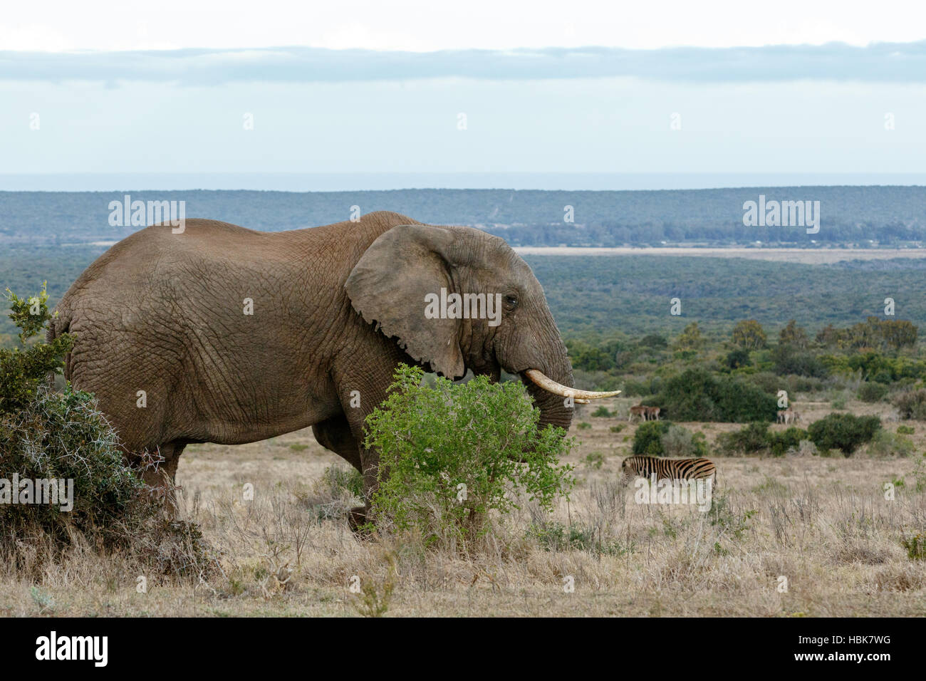 Open land park hi-res stock photography and images - Alamy