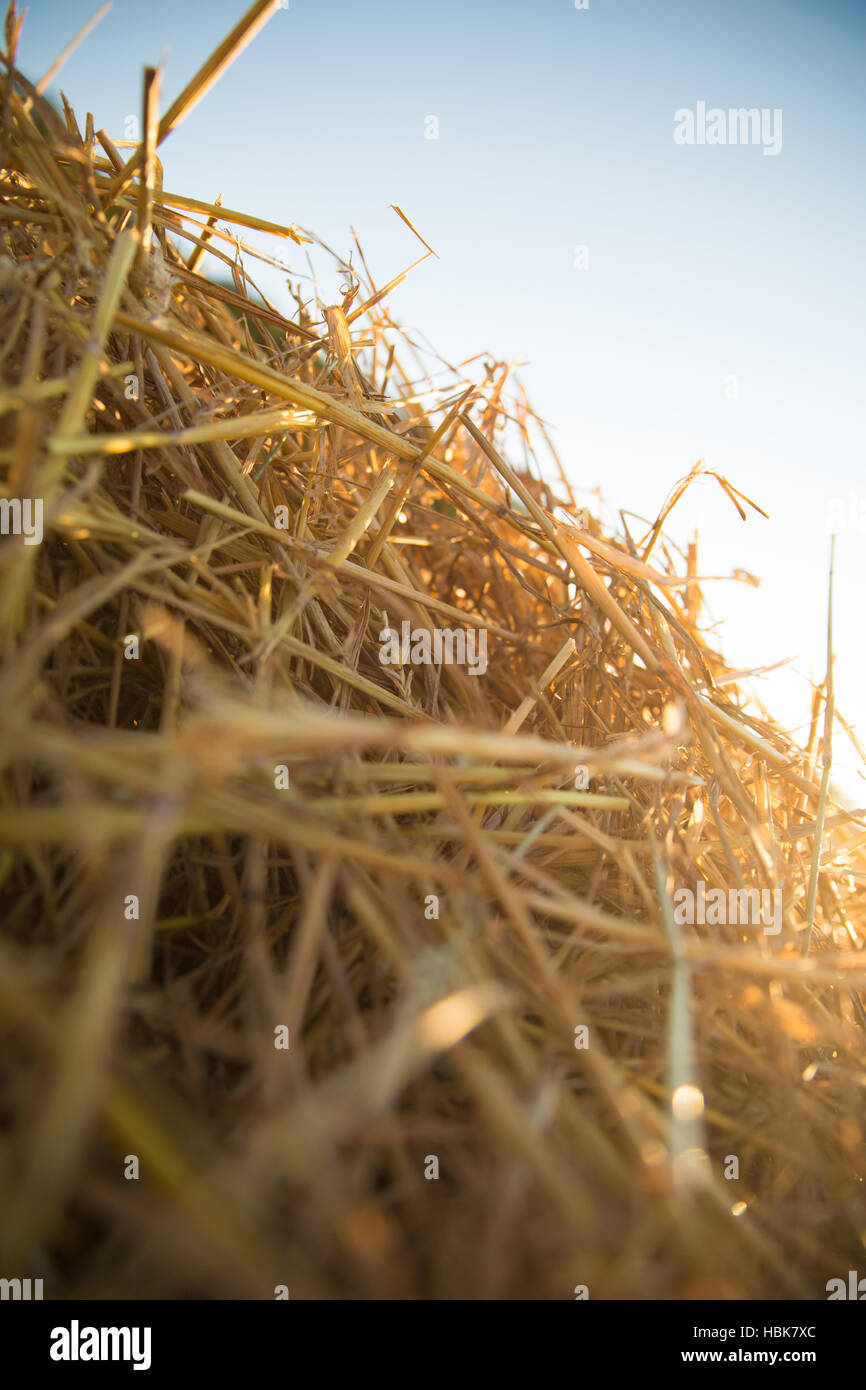 Hay in the sunset Stock Photo - Alamy