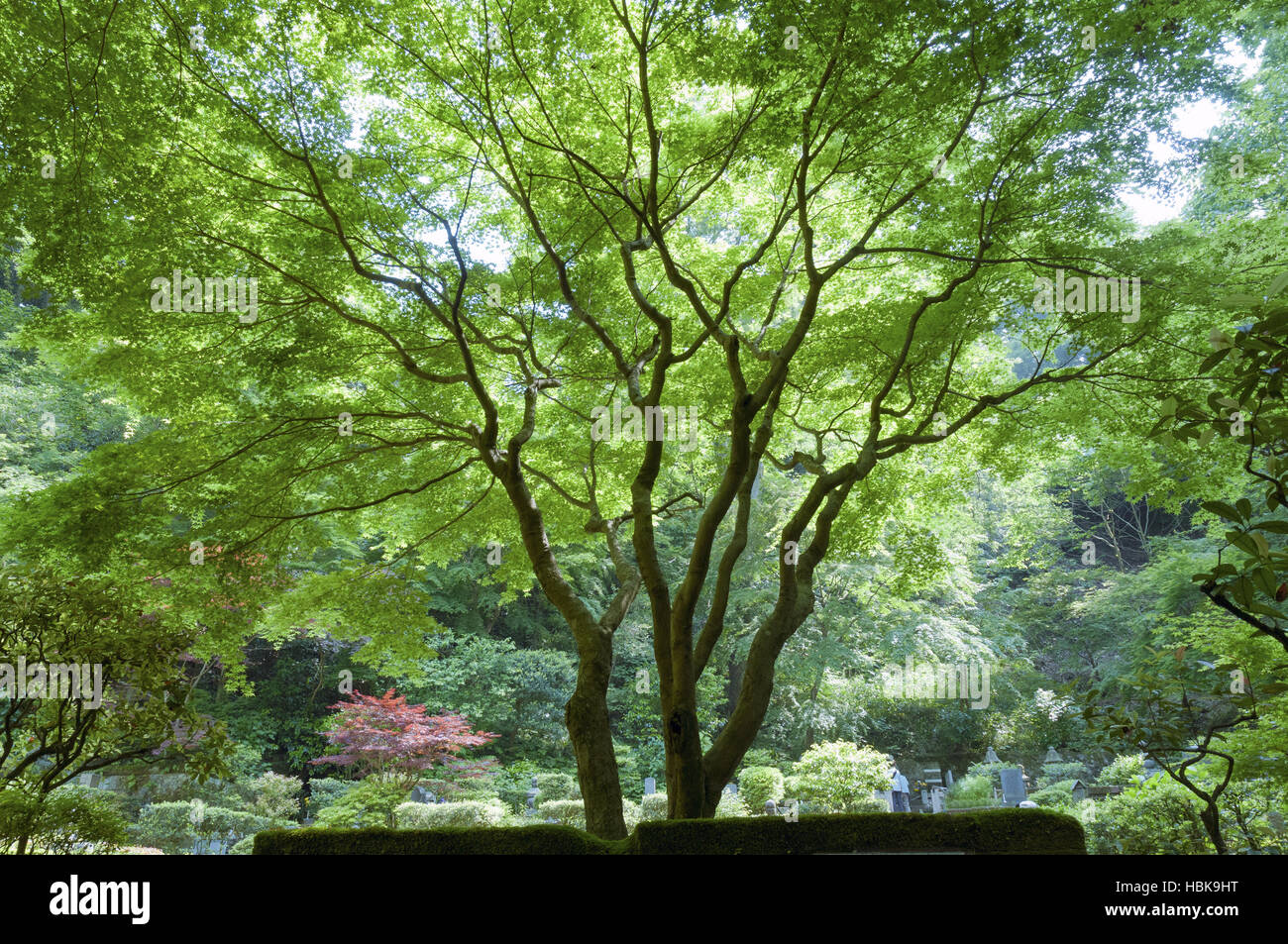Spreading japanese maple hi-res stock photography and images - Alamy