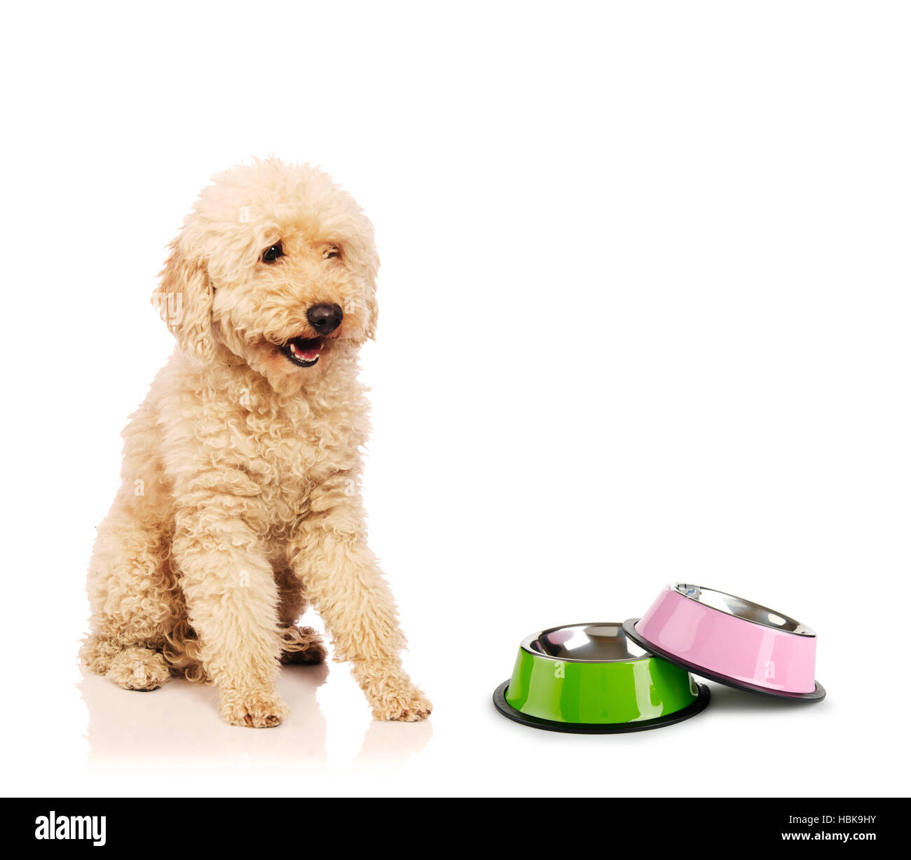 Nice poodle dog isolated on white Stock Photo - Alamy