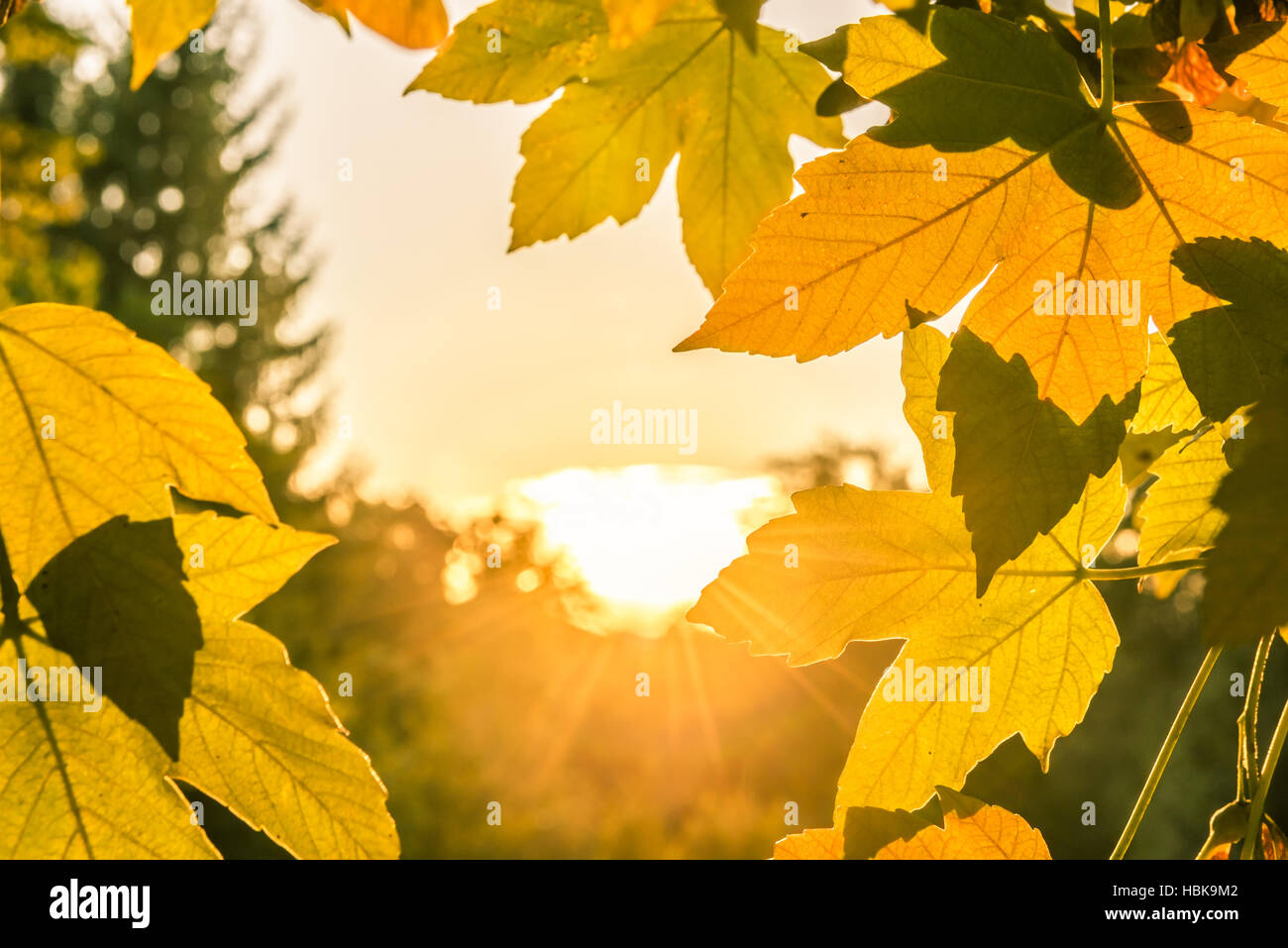 Sunlight Through Autumn Leaves