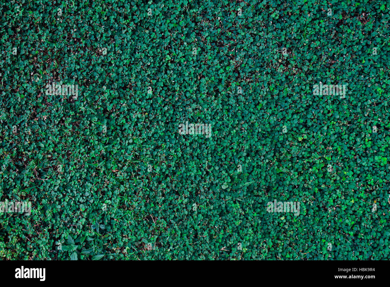 Backdrop of green leaf hi-res stock photography and images - Alamy
