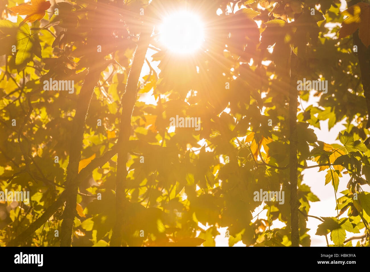 Bright sun through autumn leaves Stock Photo - Alamy