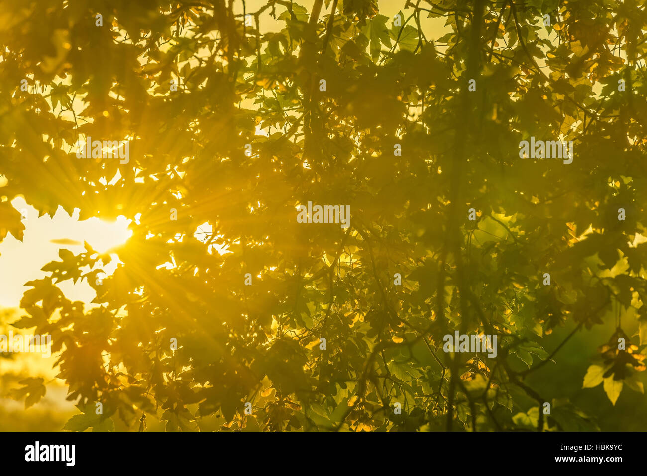 Sun through leaves tree hi-res stock photography and images - Alamy