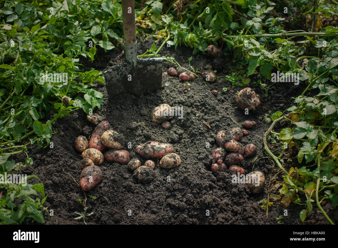 Fresh harvesting potatoes Stock Photo - Alamy