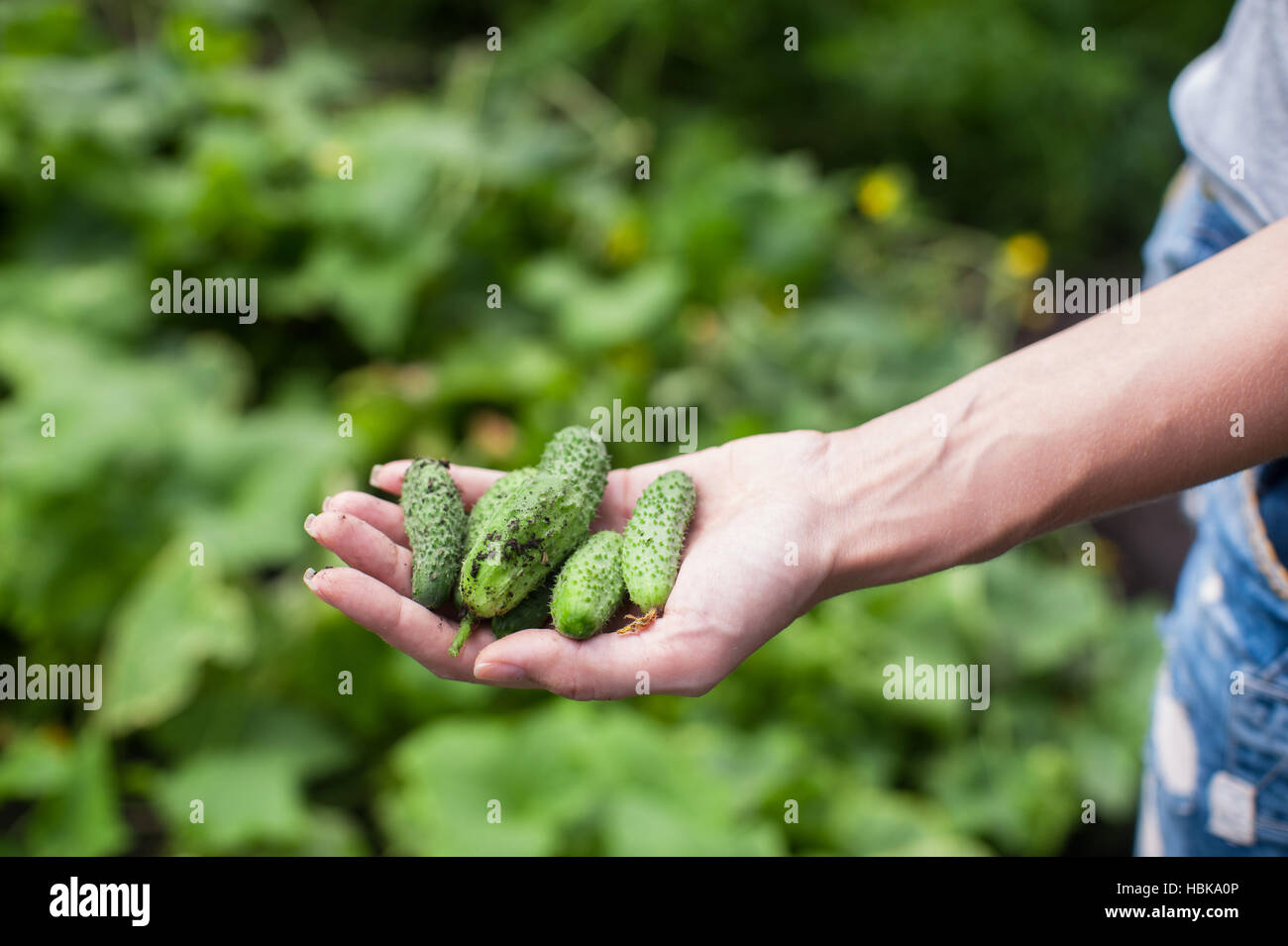 Hand picking fresh cucumbers hi-res stock photography and images - Alamy