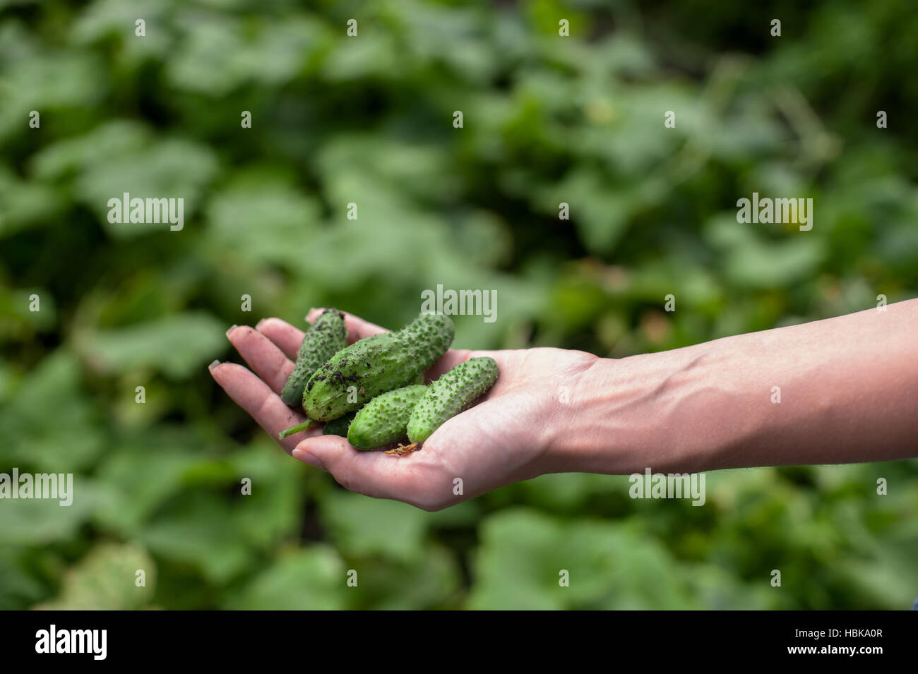 Hand picking fresh cucumbers hi-res stock photography and images - Alamy