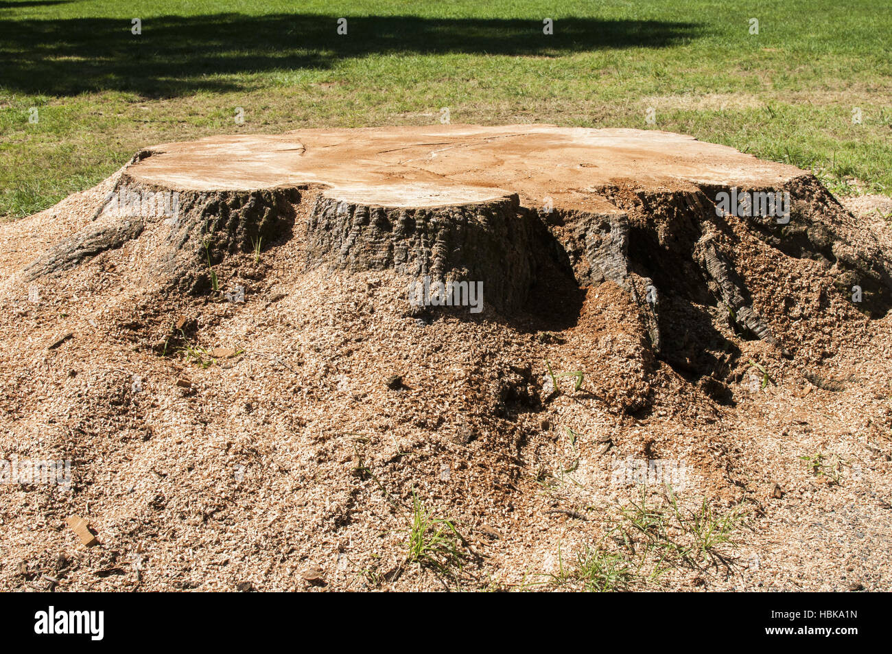 Woodcutter cut tree hi-res stock photography and images - Alamy