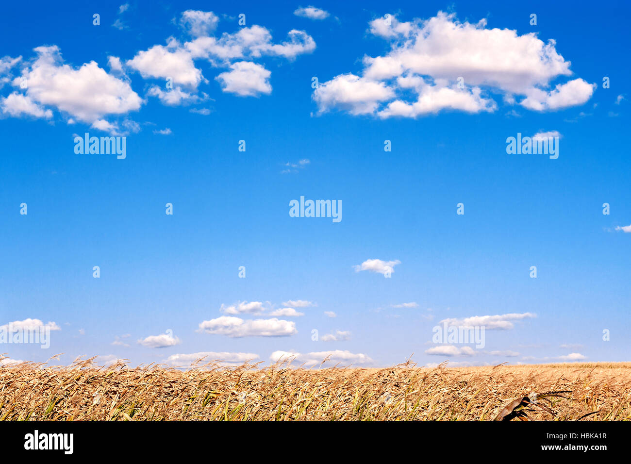 Clouds over corn field hi-res stock photography and images - Alamy