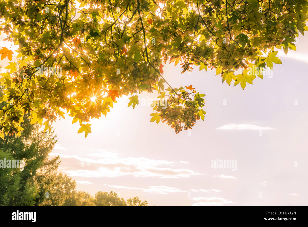 Green leaves against bright sun hi-res stock photography and images - Alamy