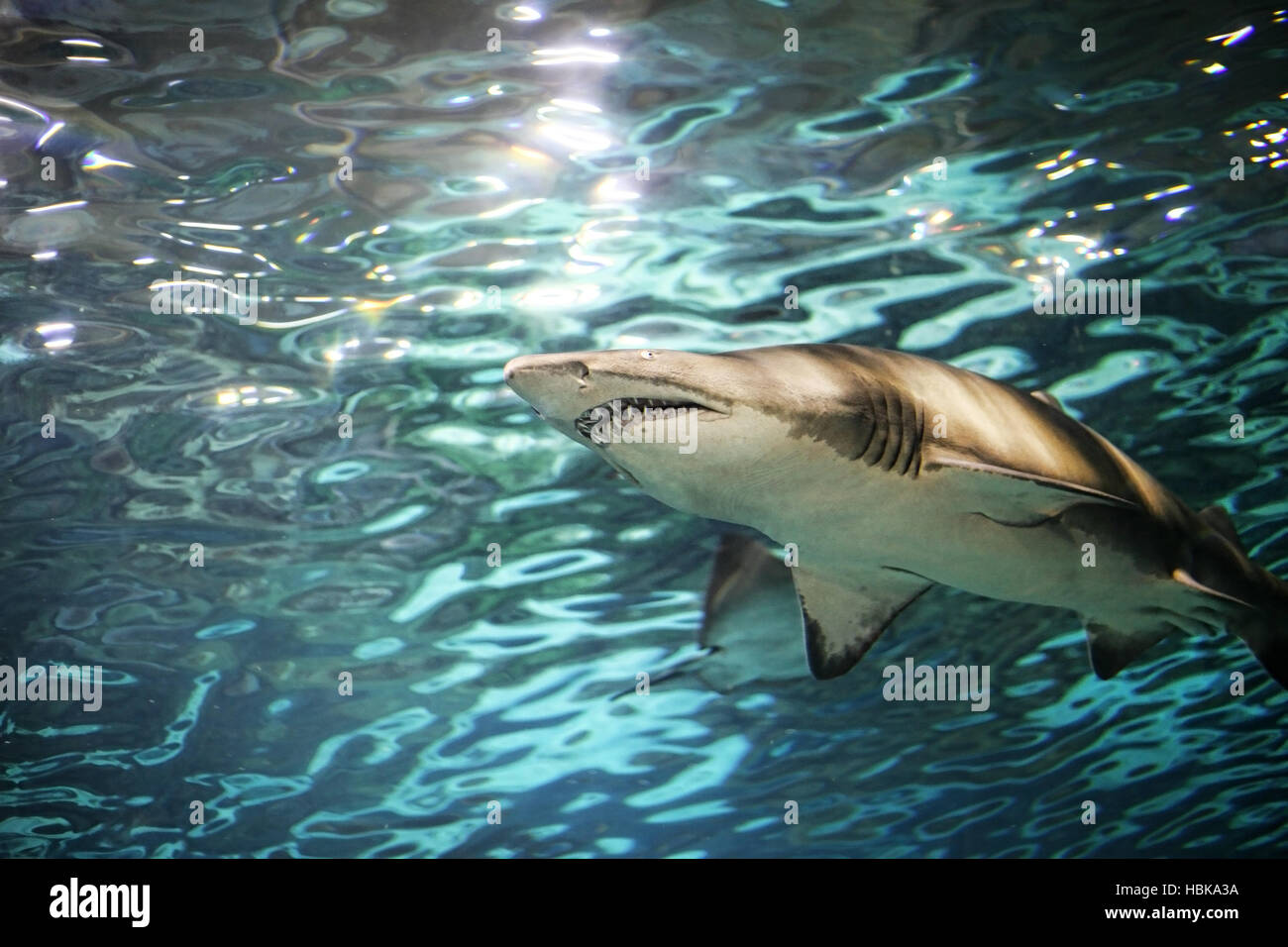Swimming shark hi-res stock photography and images - Alamy