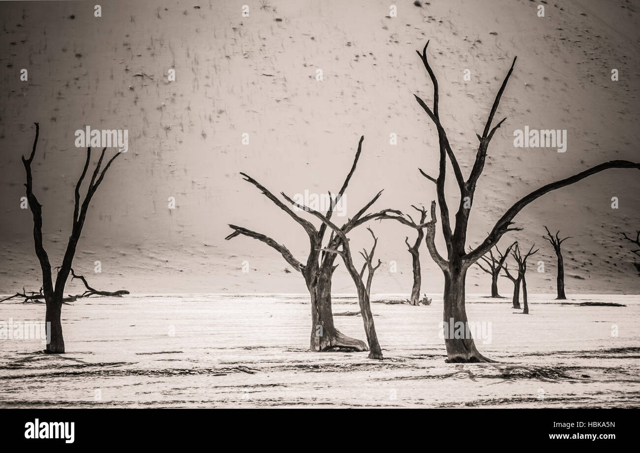 Dead Trees in Deadvlei Stock Photo - Alamy
