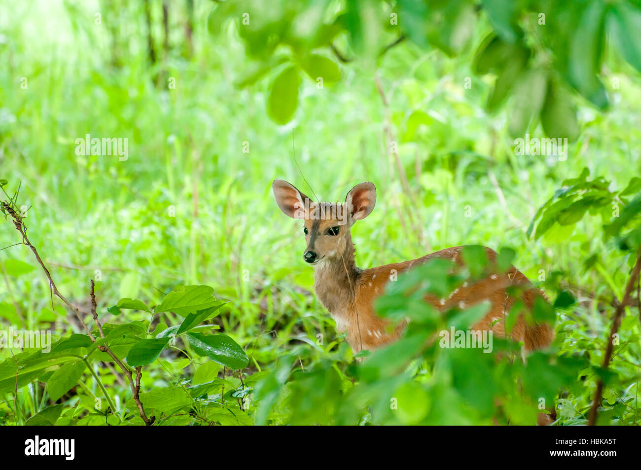 Bushbuck in Thicket Stock Photo - Alamy