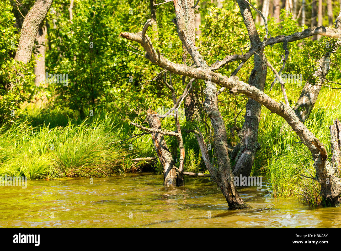 Slowinski nationalpark hi-res stock photography and images - Alamy