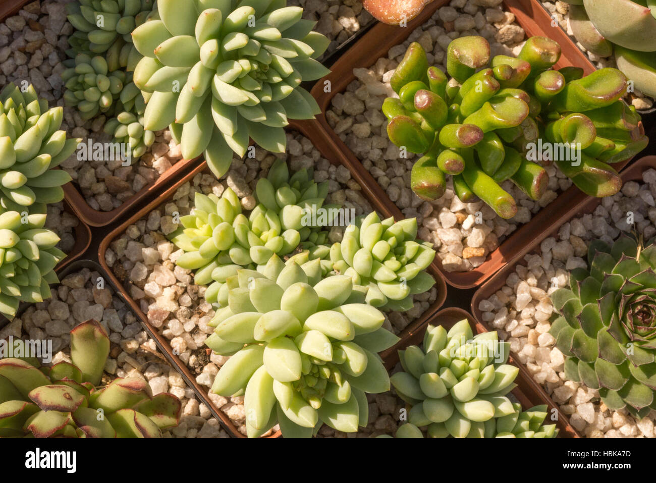 Succulent plants adapted dry hi-res stock photography and images - Alamy
