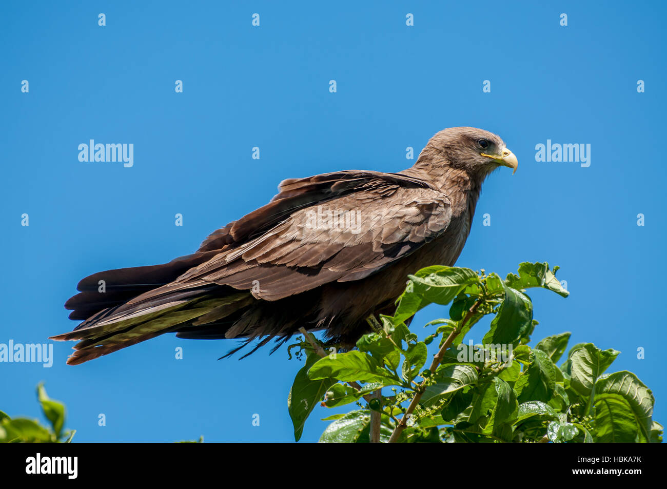 Yellow Billed Kite on top of a Tree Stock Photo - Alamy