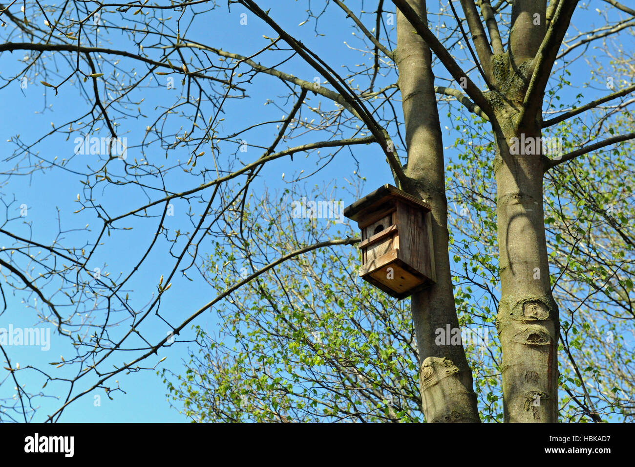 nesting box in tree Stock Photo - Alamy
