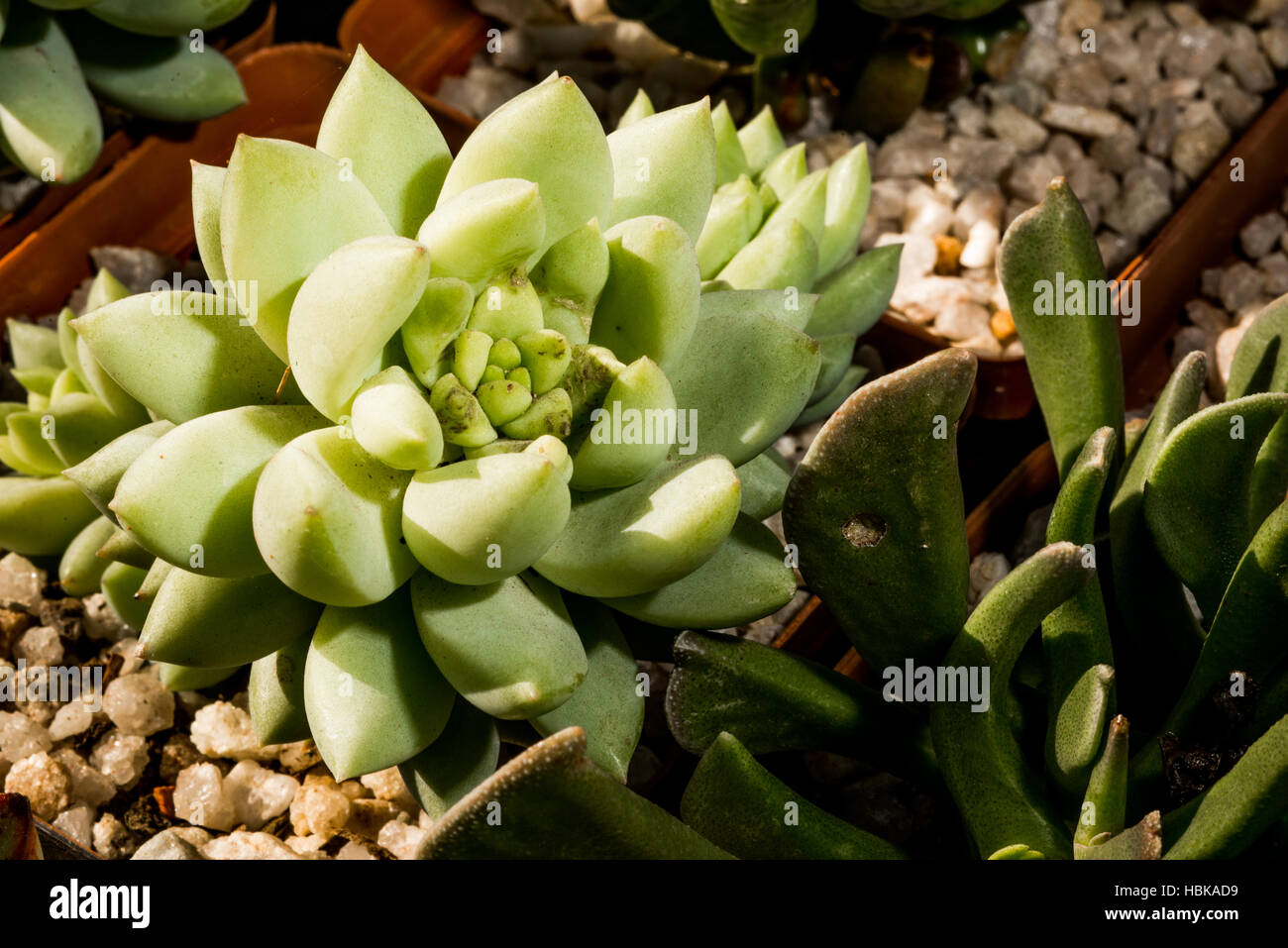 Adapted pot hi-res stock photography and images - Alamy