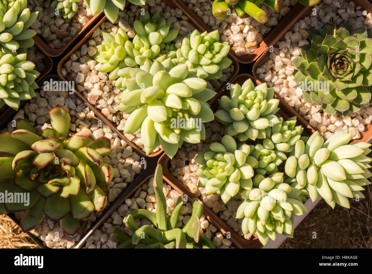 Pots succulent hi-res stock photography and images - Alamy