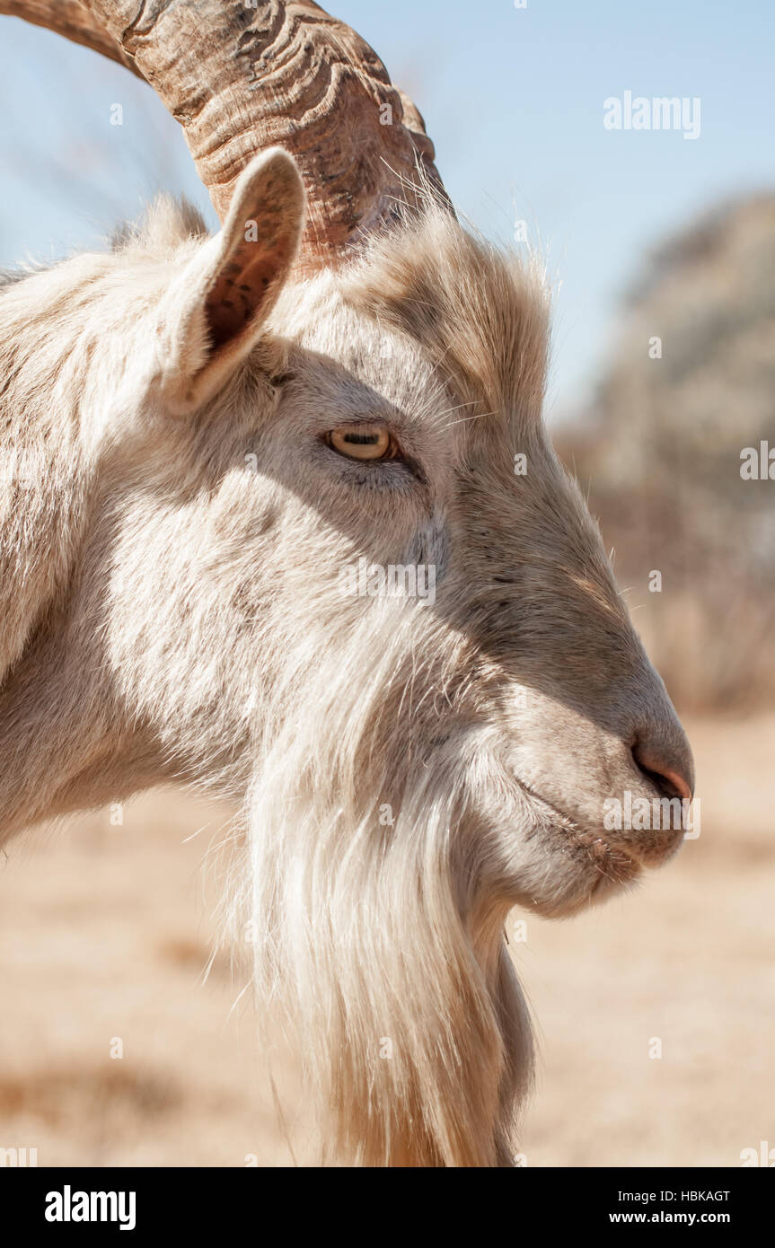 Side View Portrait of Saanen Goat Stock Photo - Alamy