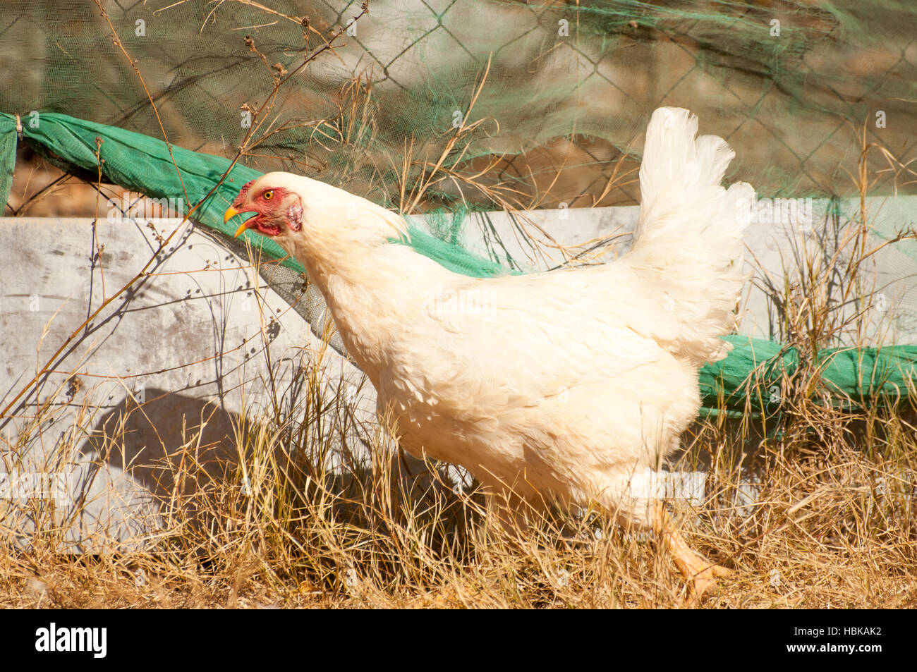White Chicken Running Stock Photo - Alamy