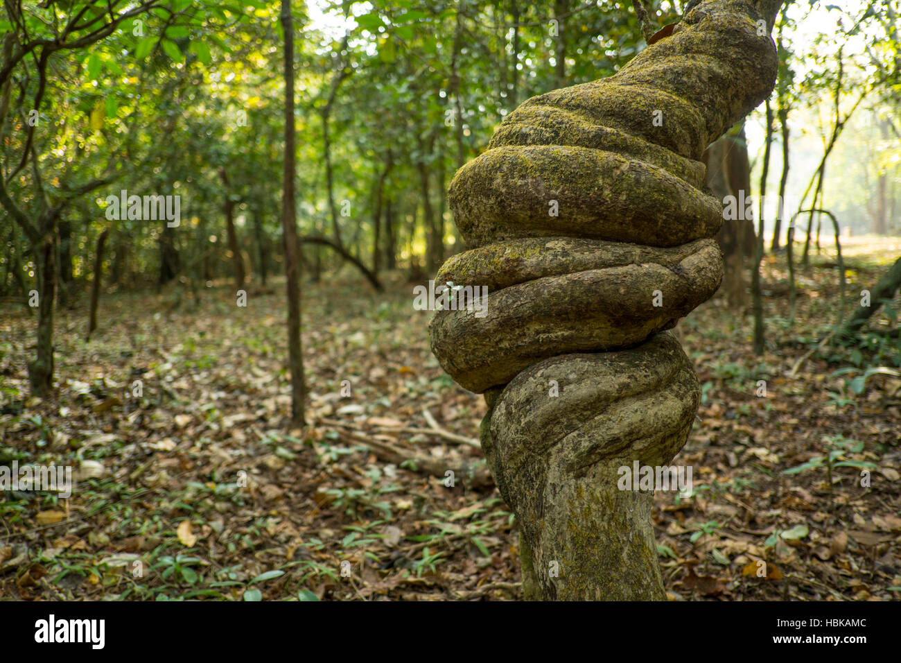 The Cotigao Wildlife Sanctuary is located Goa, India.The forest ...