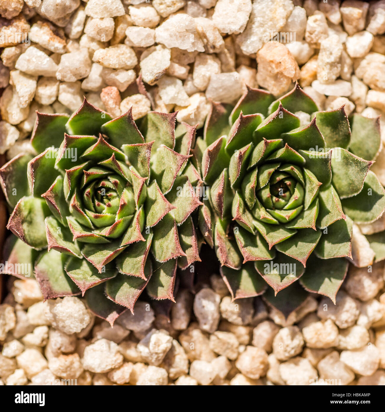 Two Succulent Plants Stock Photo - Alamy