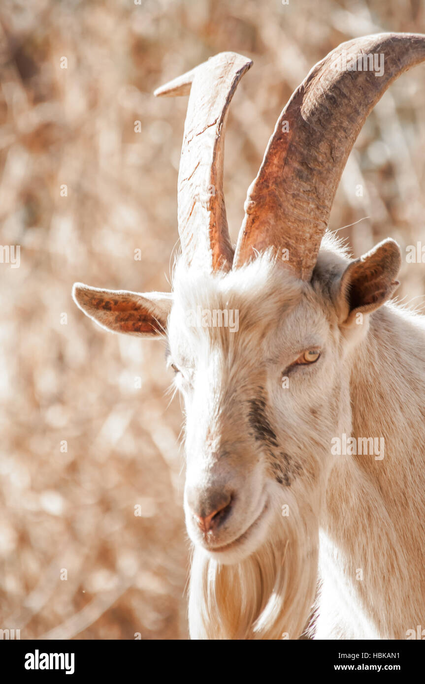Billy goat beard horns hi-res stock photography and images - Alamy