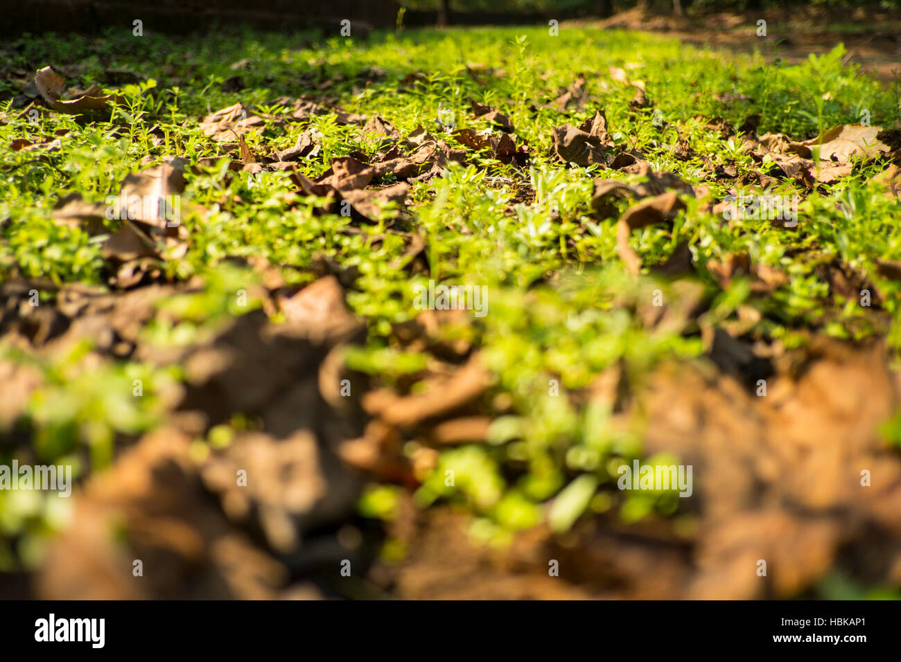 Semi evergreen forest hi-res stock photography and images - Alamy