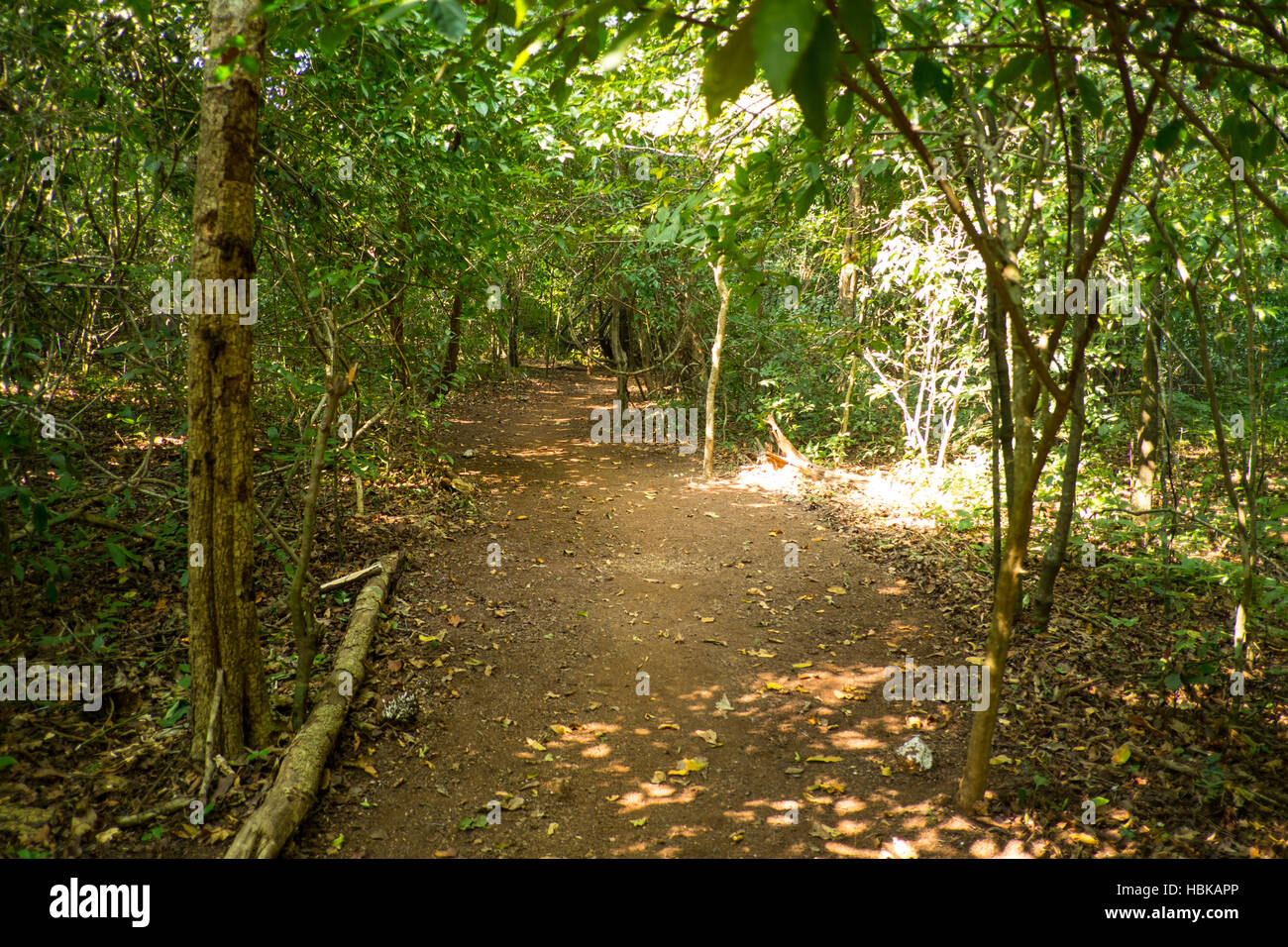 The Cotigao Wildlife Sanctuary is located Goa, India.The forest ...