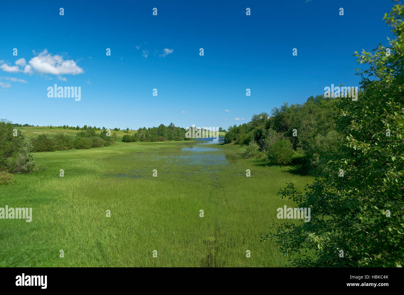 Russian summer meadow Stock Photo - Alamy