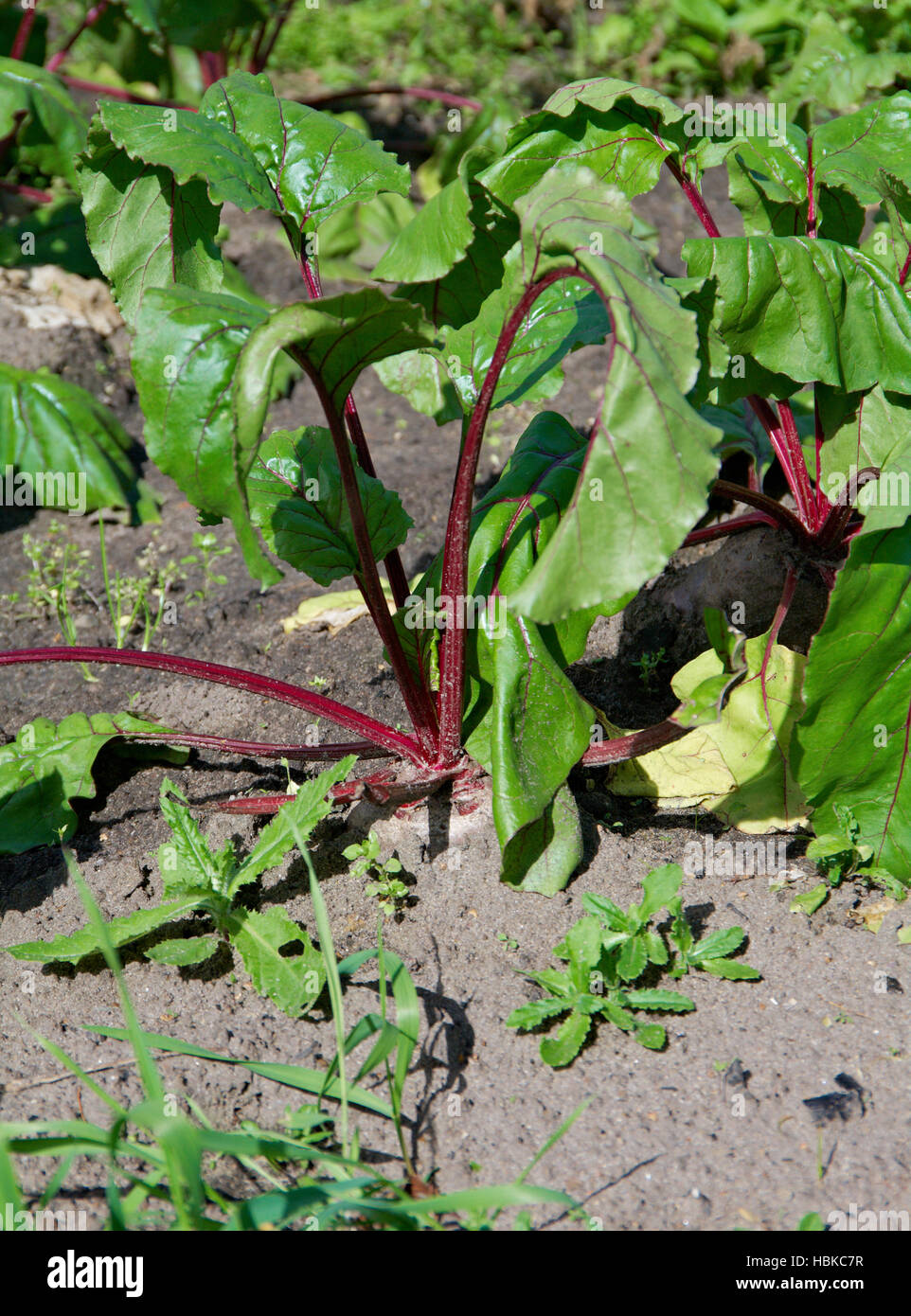 Beetroot seedling hi-res stock photography and images - Alamy