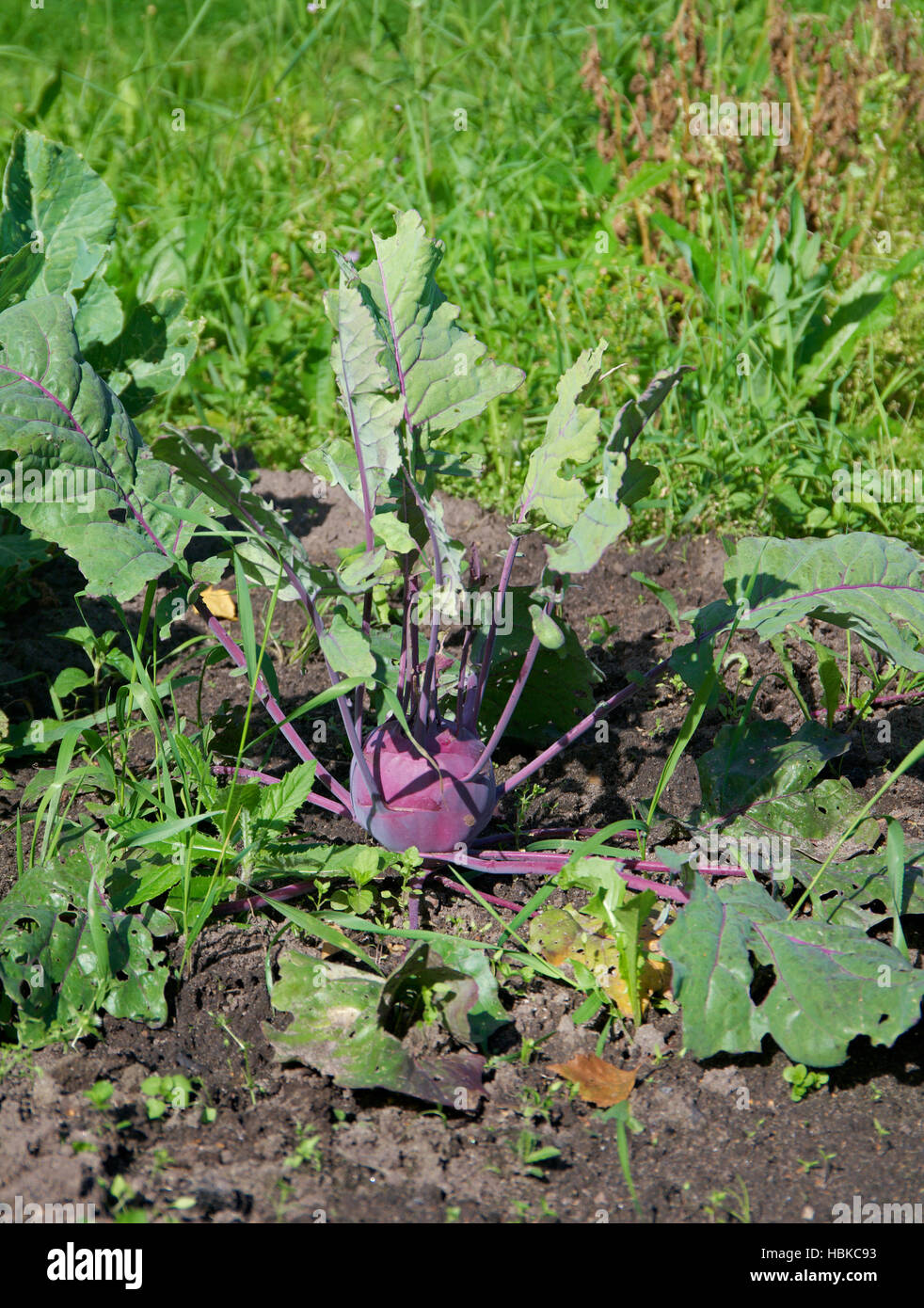 Kohlrabi plant hi-res stock photography and images - Alamy